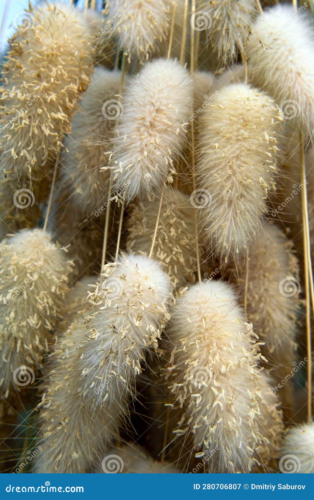 Drying Process of Lagurus Plant Stock Image - Image of imperata, design ...