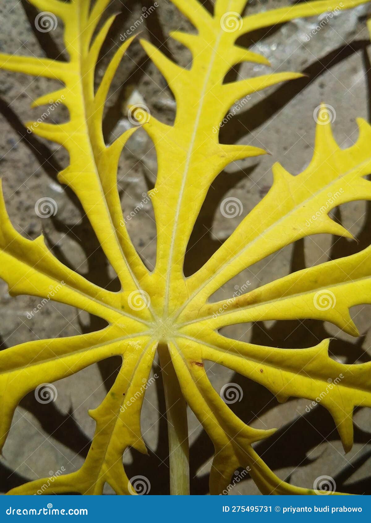 In the Drying Process the Leaves Change Color before Completely Wilting ...