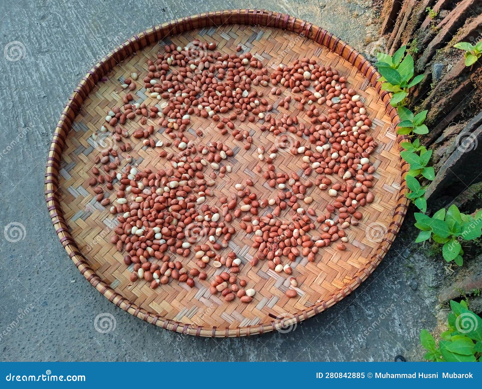 The Drying Process of Peanuts in a Traditional Bamboo Tray Stock Image ...