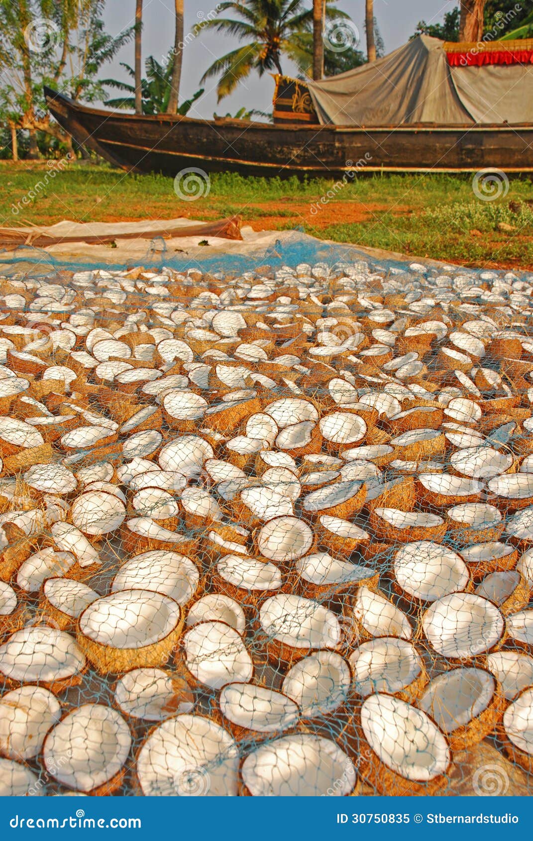 Drying Processing Coconut Stock Photos - Free & Royalty-Free Stock ...