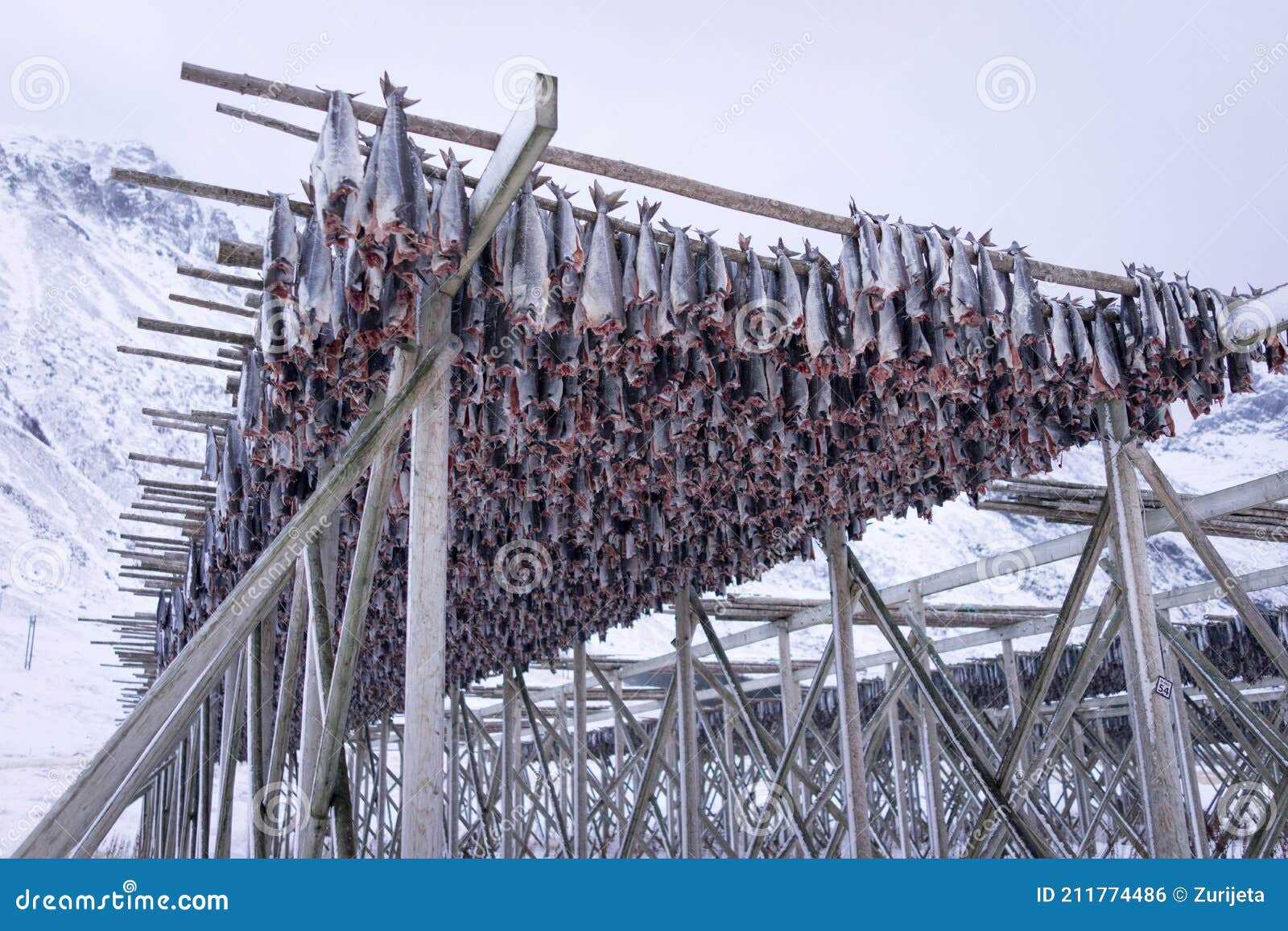 Drying Racks for Fish Heads , High Quality Photo Stock Photo - Image of ...