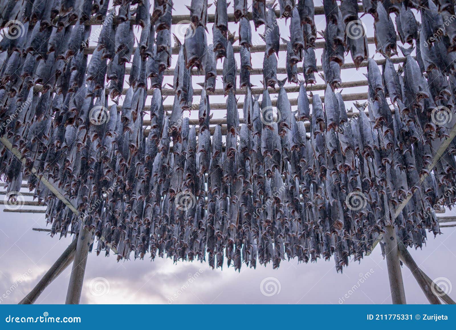Drying Racks for Fish Heads , High Quality Photo Stock Image - Image of ...