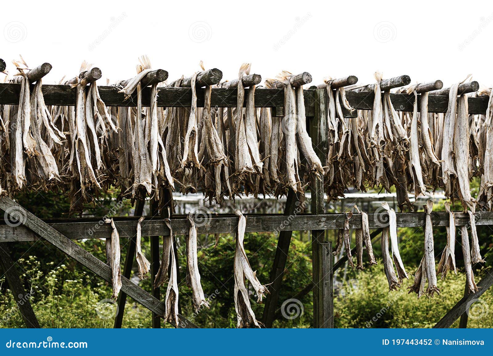 Drying Racks with Stock Fish Stock Photo - Image of landscape ...