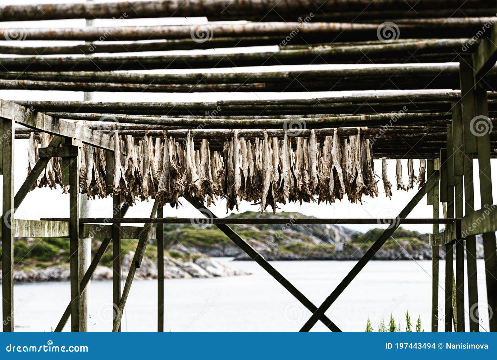 Drying Racks For Stockfish On The Shore Of Lofoten Island Austvagoy ...