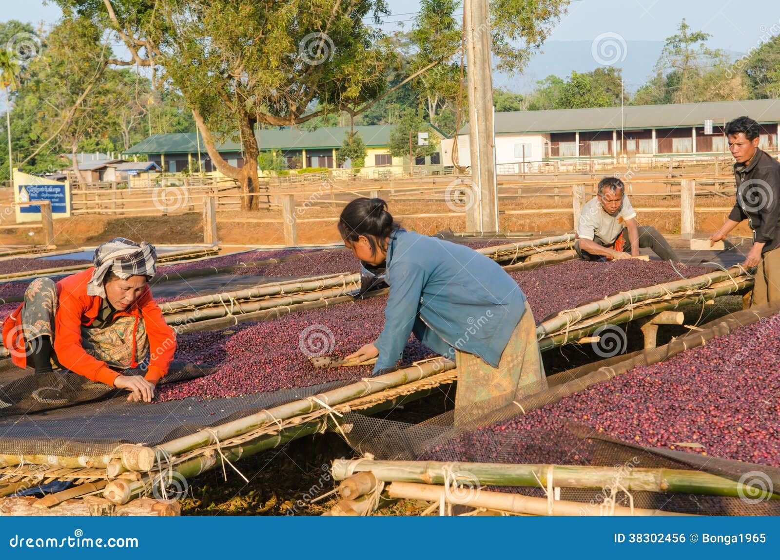 Drying red coffee berries editorial photo. Image of salavan - 38302456