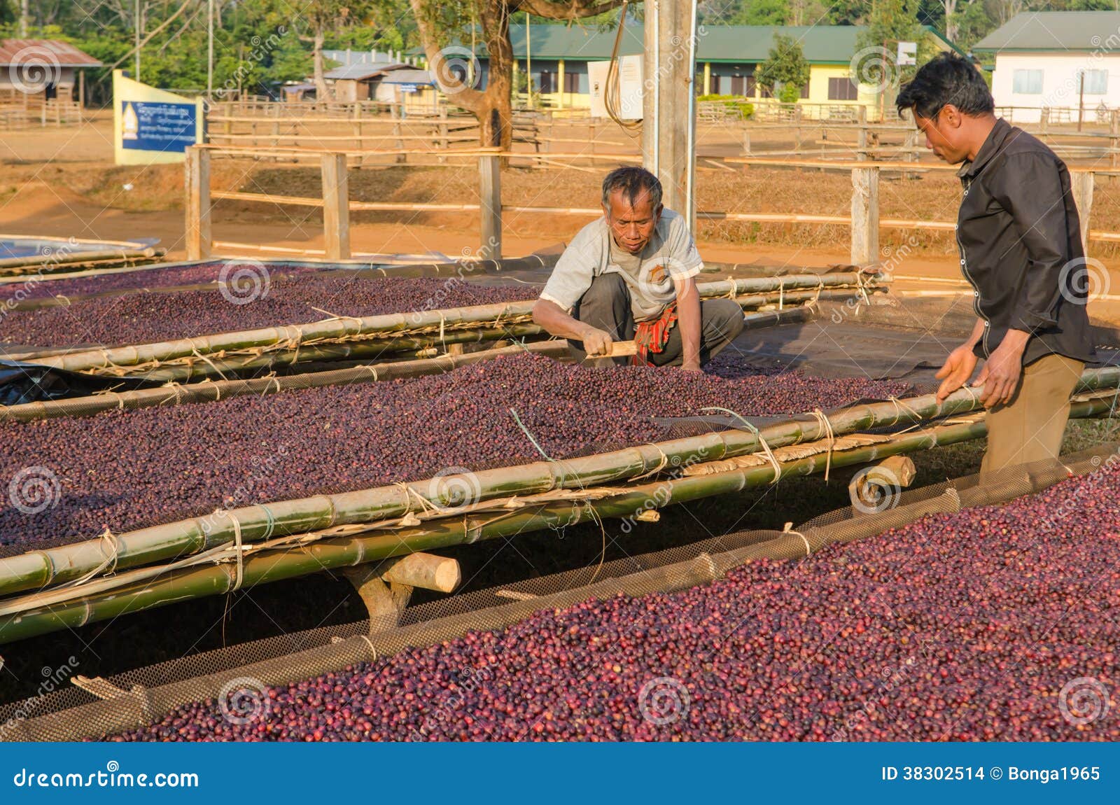 Drying red coffee berries editorial stock image. Image of caffeine ...