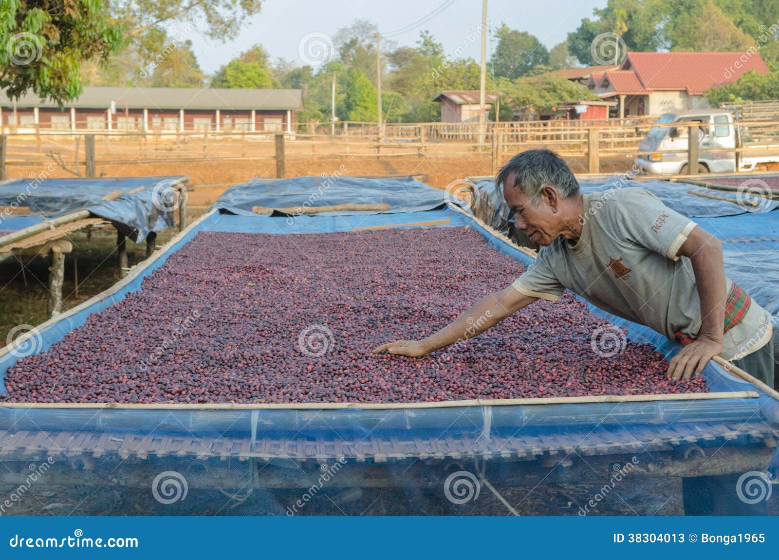 Drying red coffee berries editorial stock photo. Image of caffeine ...