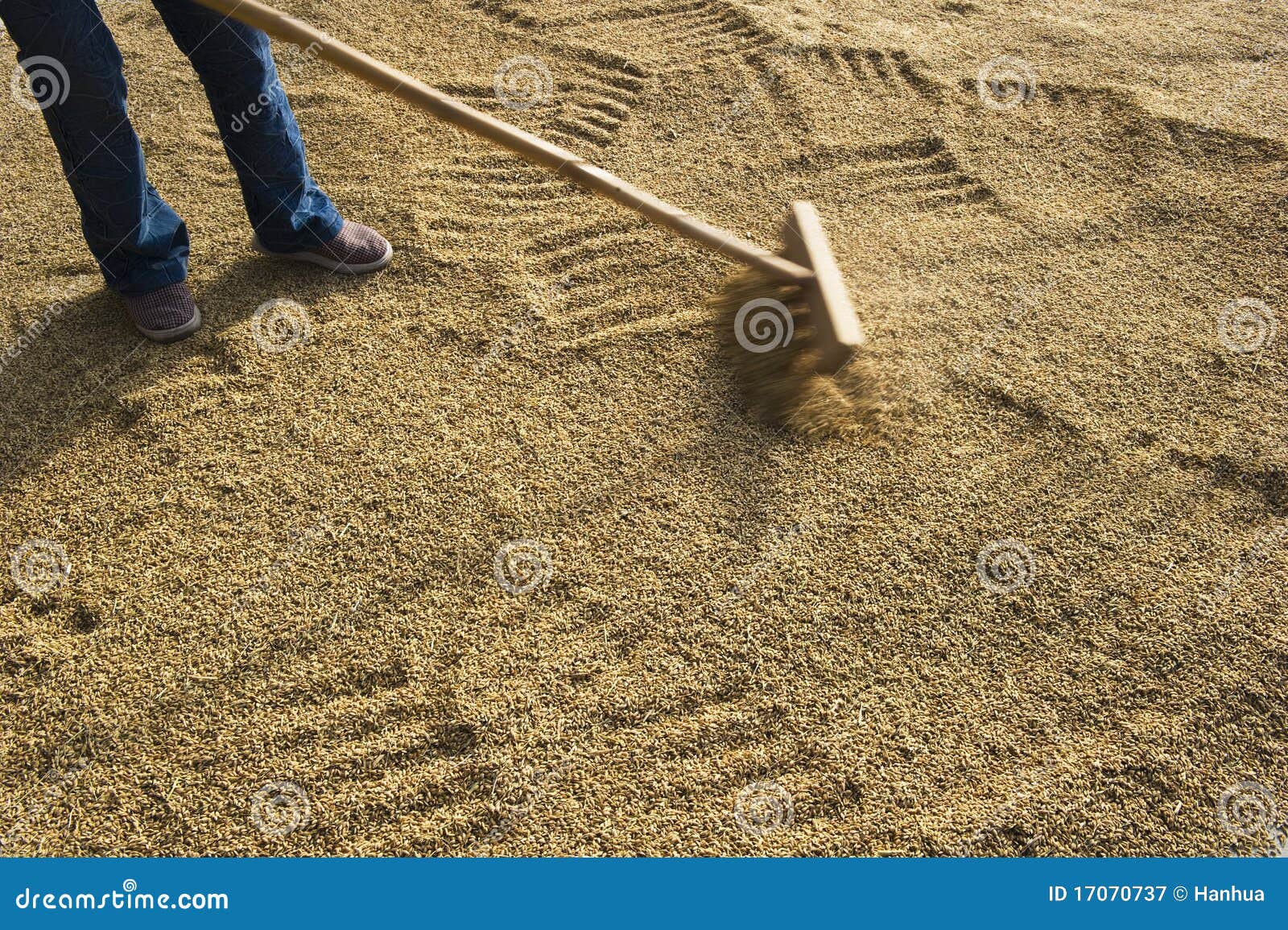 Drying rice stock image. Image of farmers, rice, plow - 17070737