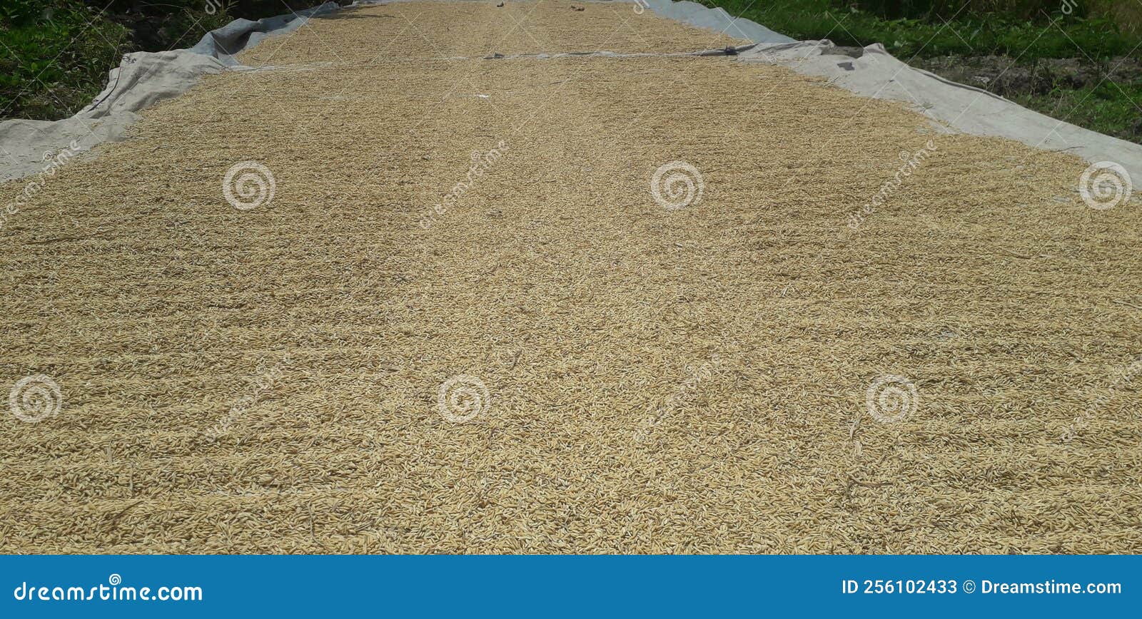 Drying Rice in the Afternoon after Harvest Stock Image - Image of ...