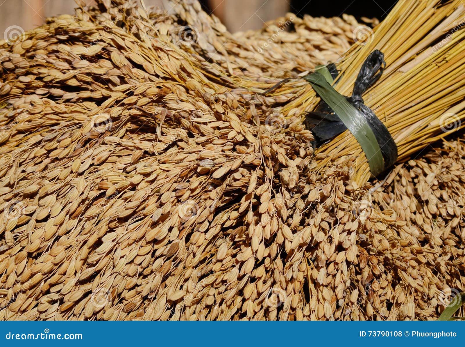 Drying rice stock photo. Image of season, province, green - 73790108