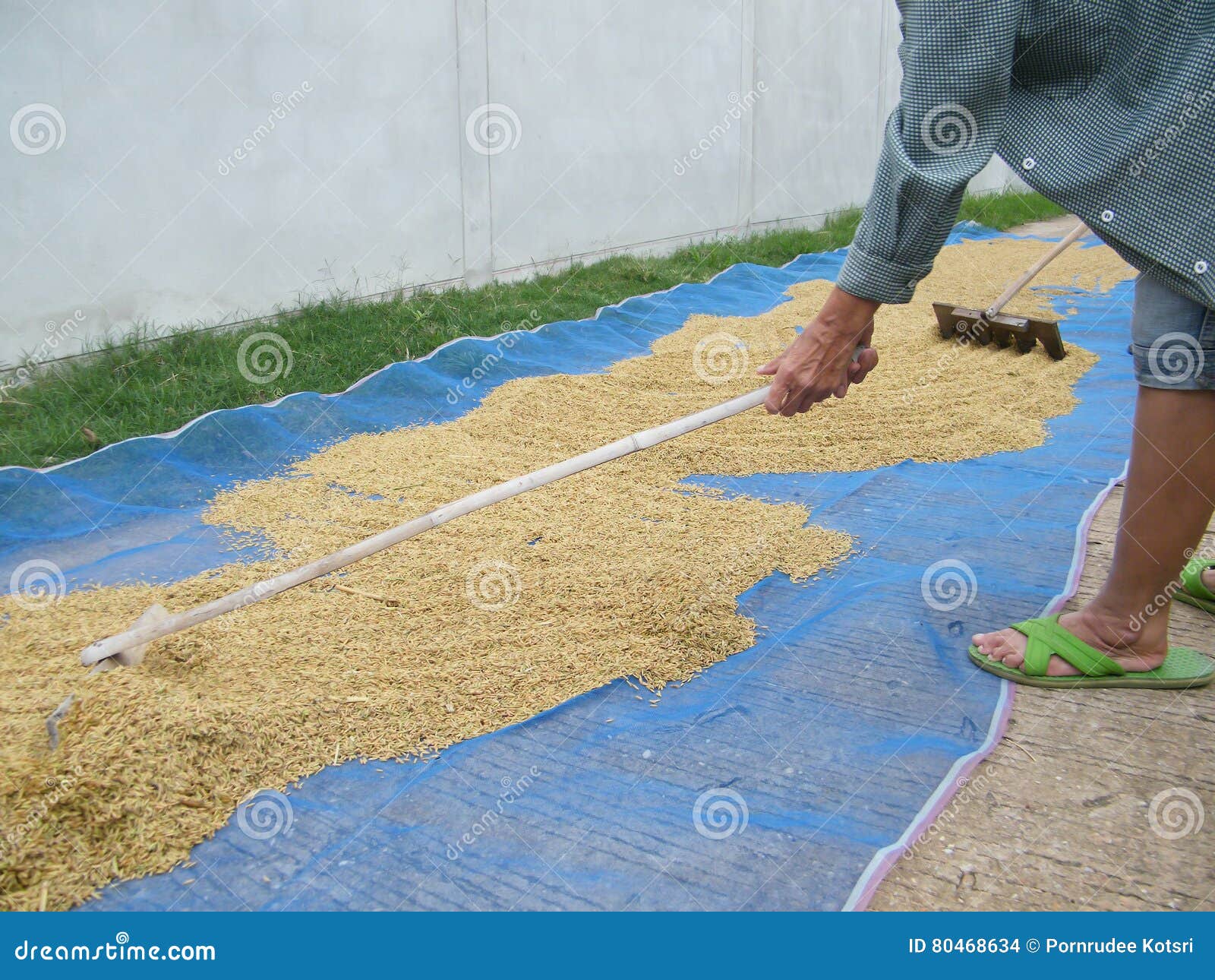 Drying rice by a farmer stock photo. Image of sunny, paddy - 80468634