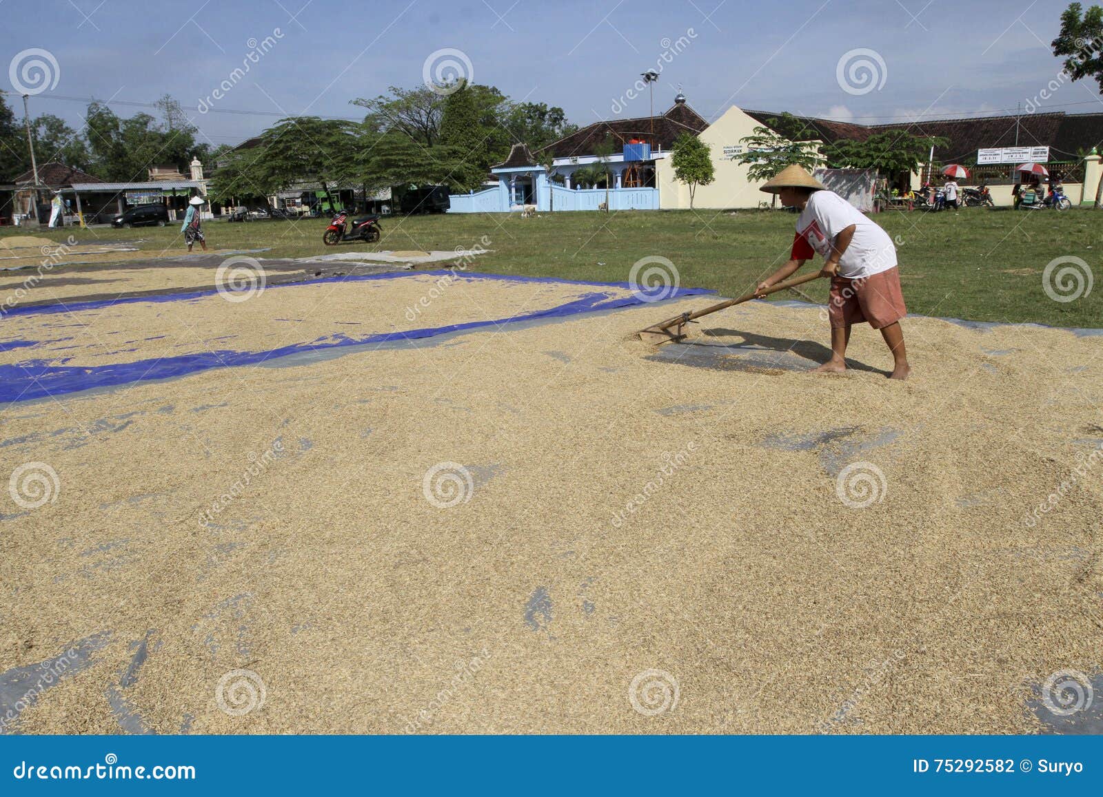 Drying rice editorial photography. Image of playground - 75292582