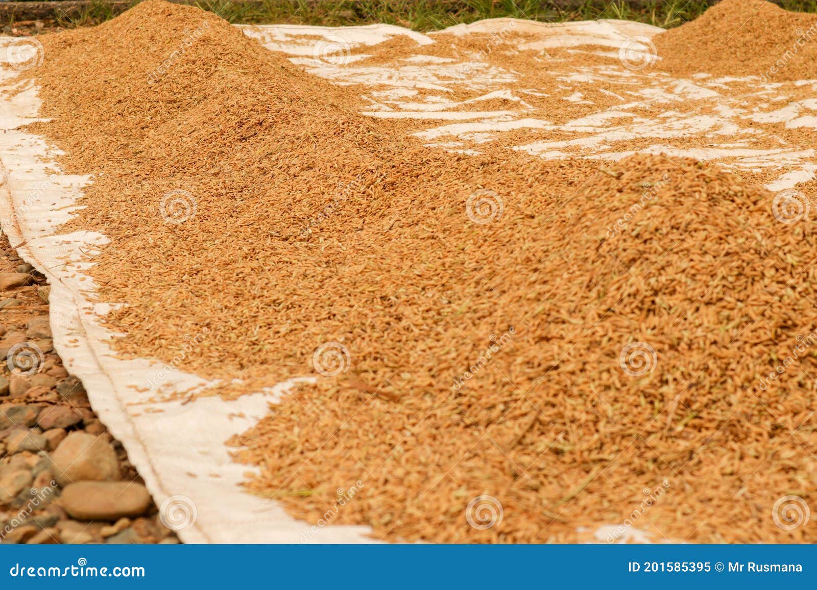 Drying of the Rice Grain in the Sunlight after Harvest. Stock Image ...