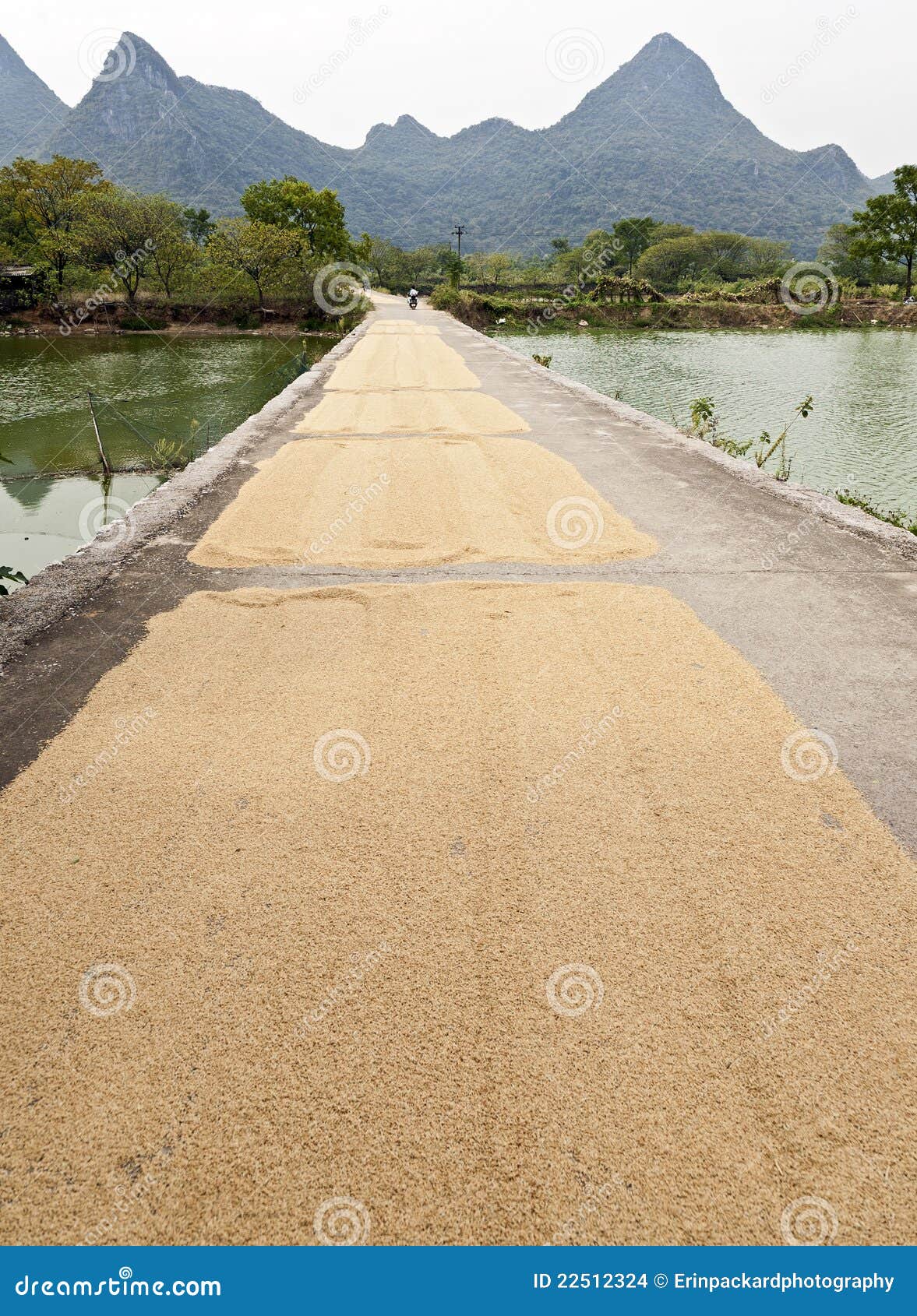 Drying Rice Grains Along Street Stock Photo - Image of dries, chinese ...