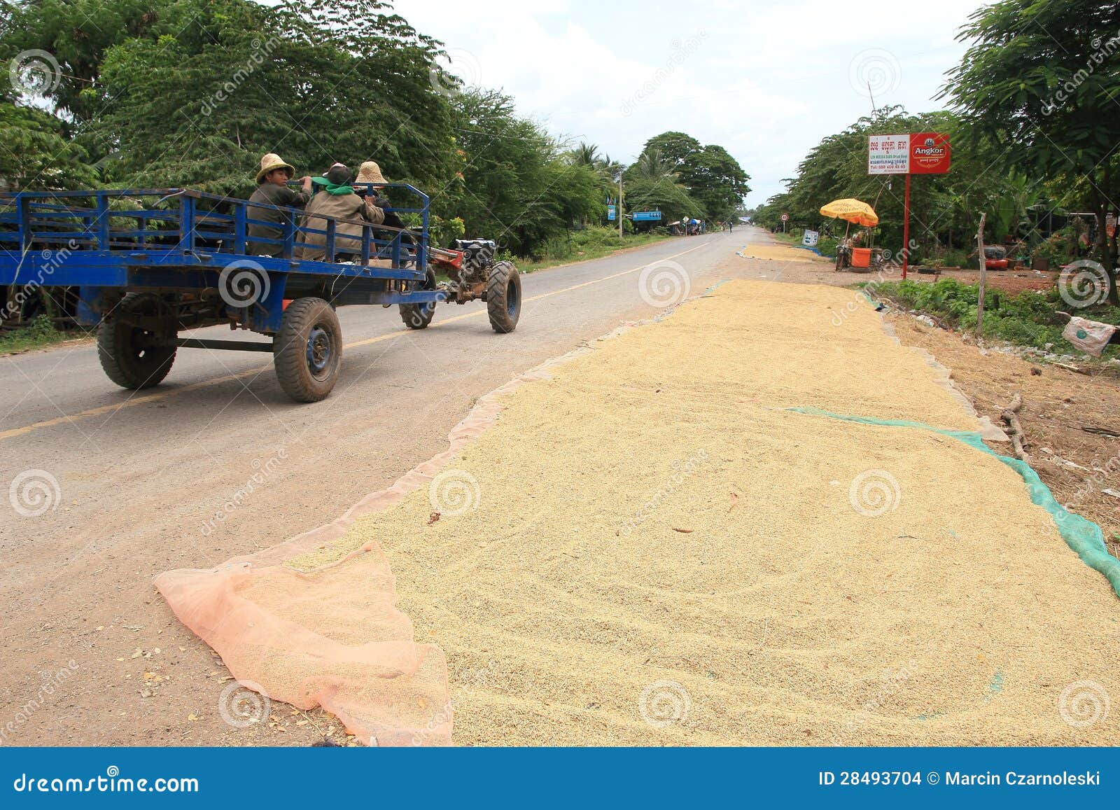 Drying Rice Grains on a Road in Cambodia Editorial Stock Image - Image ...
