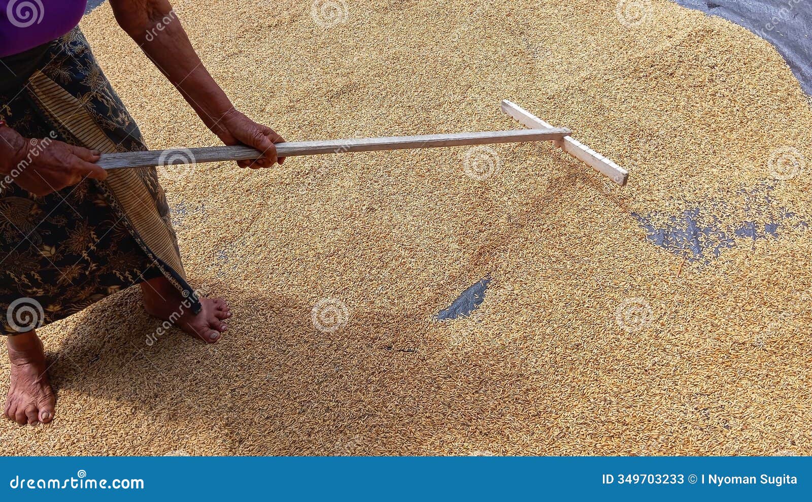 Drying rice on the ground stock image. Image of body - 349703233