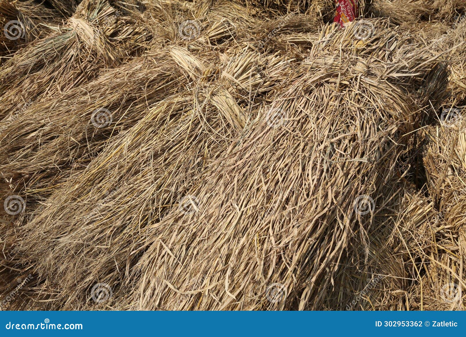 Drying of Rice after Harvest in Kumrokhali, India Stock Photo - Image ...