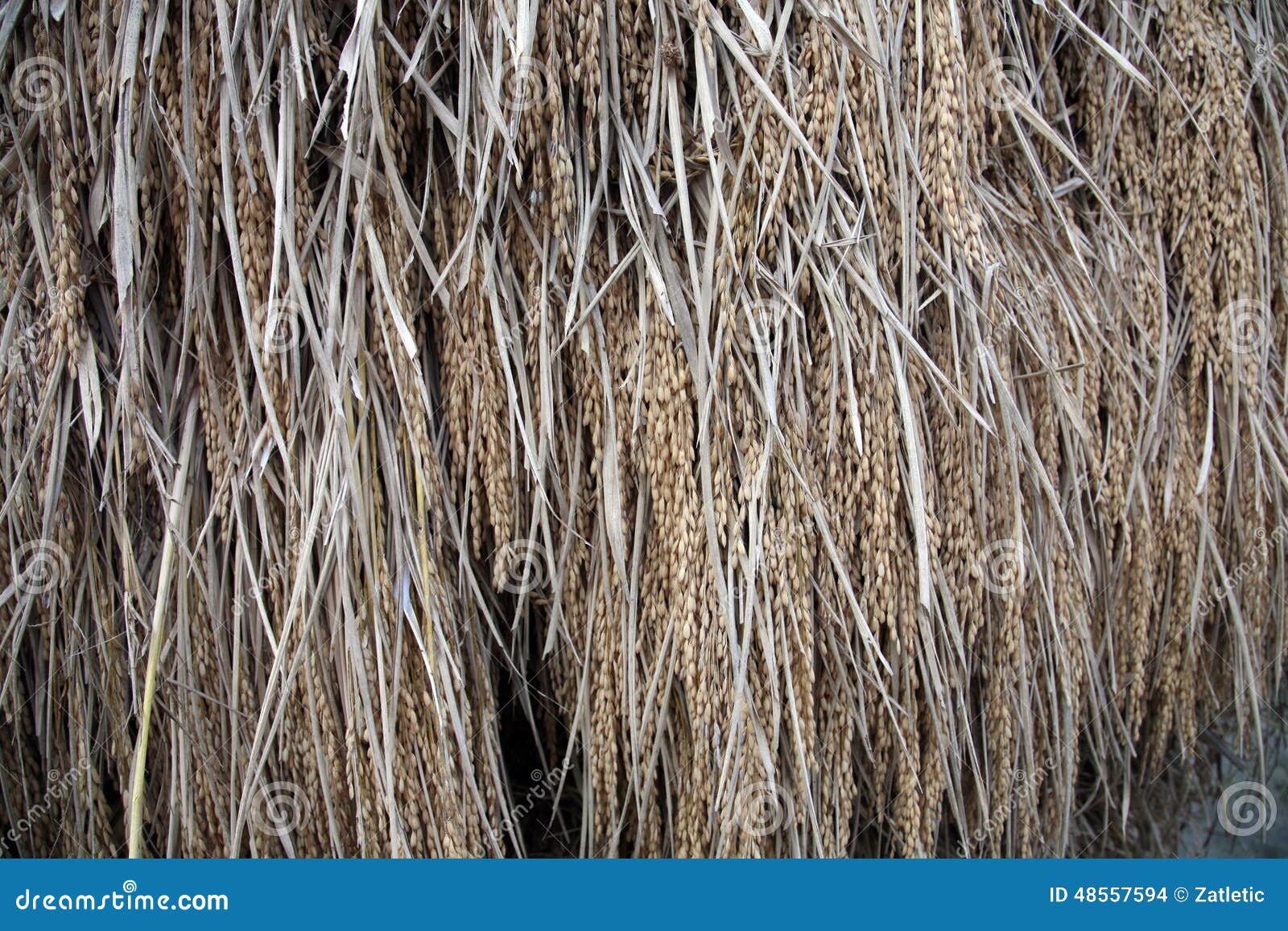 Drying rice stock photo. Image of farmer, grain, bengal - 48557594