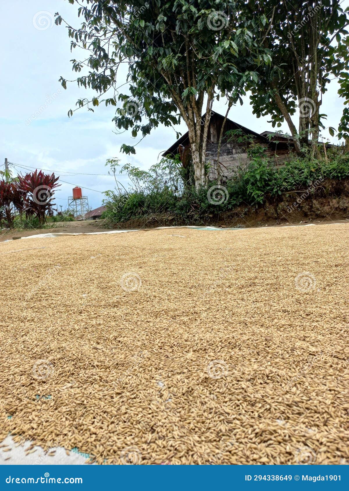 Drying the Rice after Harvesting in Front of the House Stock Image ...