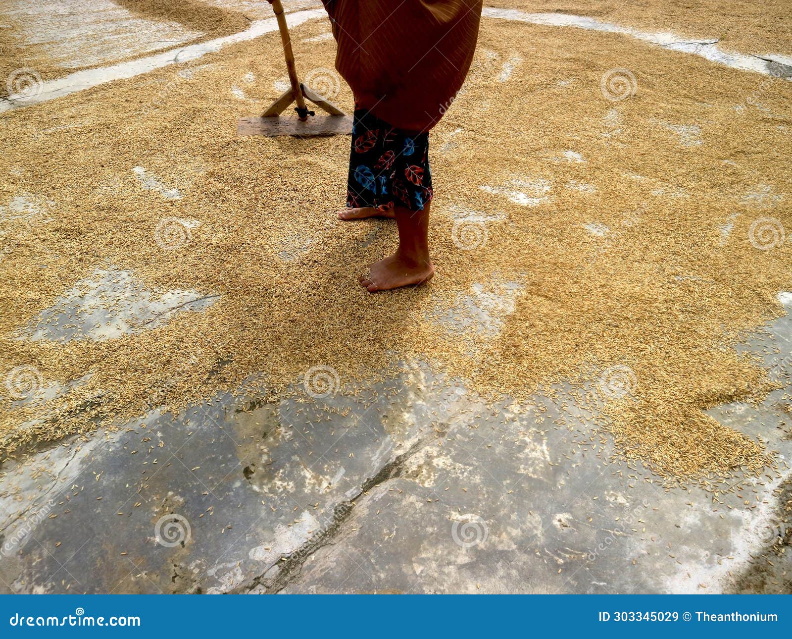 Drying Rice with the Help of the Sun Stock Image - Image of rice, green ...