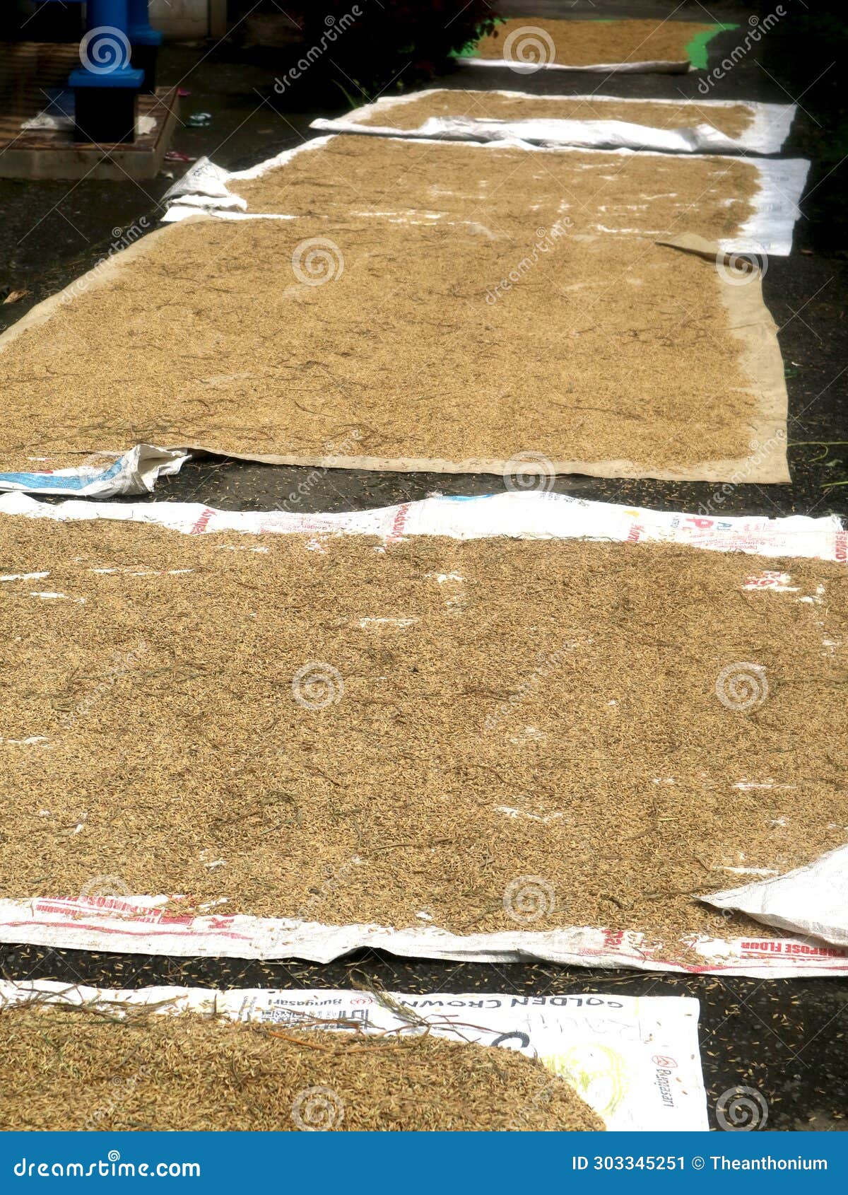 Drying Rice with the Help of the Sun Stock Image - Image of indonesia ...
