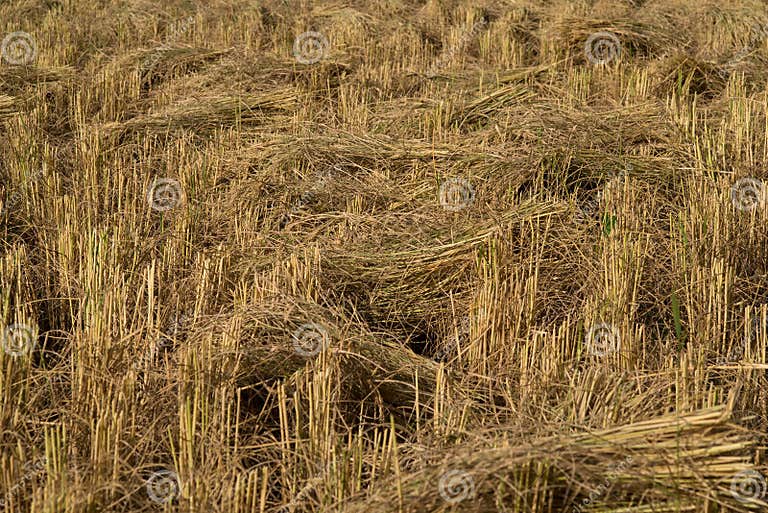 Drying Rice and Rice Paddy Stubble Left after Harvesting Stock Photo ...