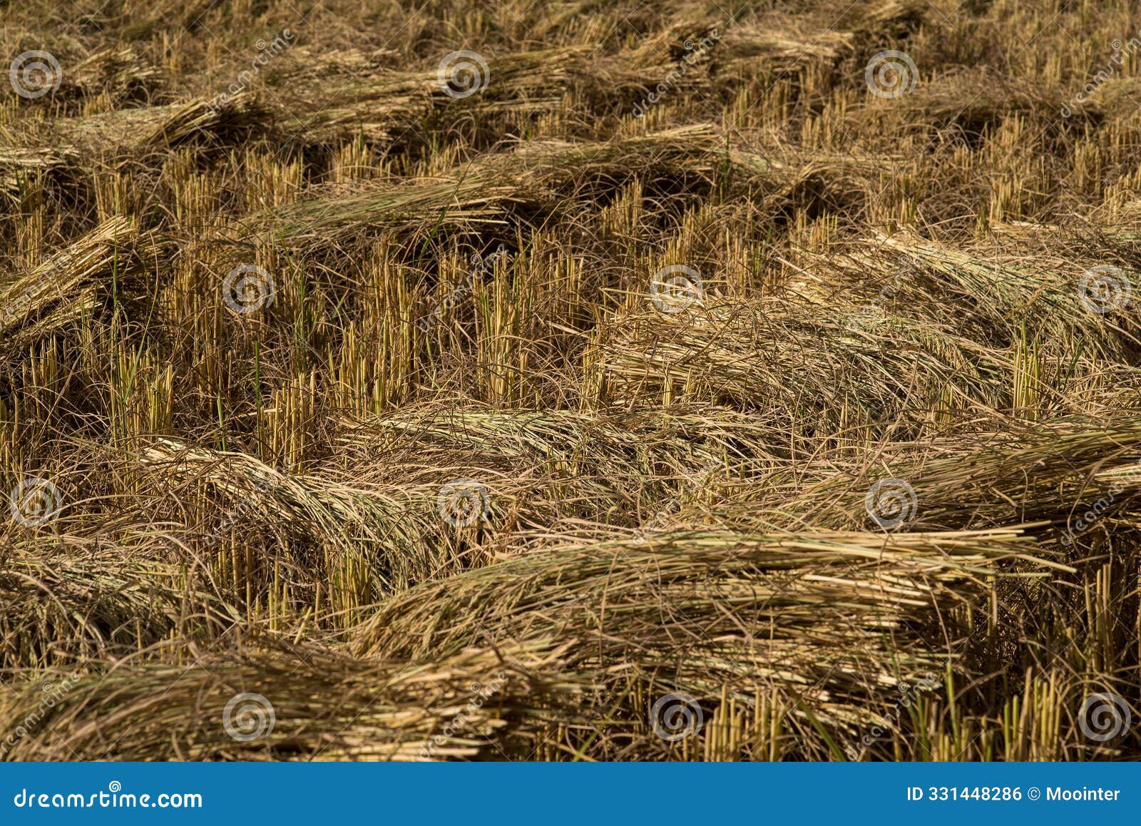 Drying Rice and Rice Paddy Stubble Left after Harvesting Stock Photo ...