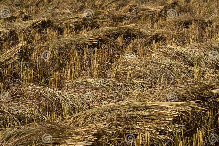 Drying Rice and Rice Paddy Stubble Left after Harvesting Stock Photo ...