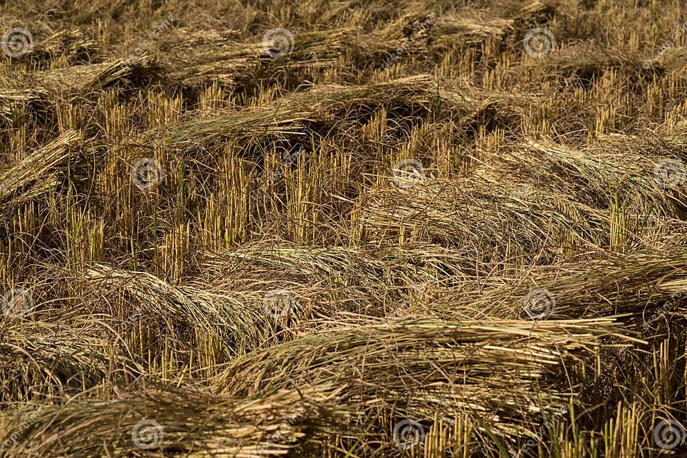 Drying Rice and Rice Paddy Stubble Left after Harvesting Stock Photo ...