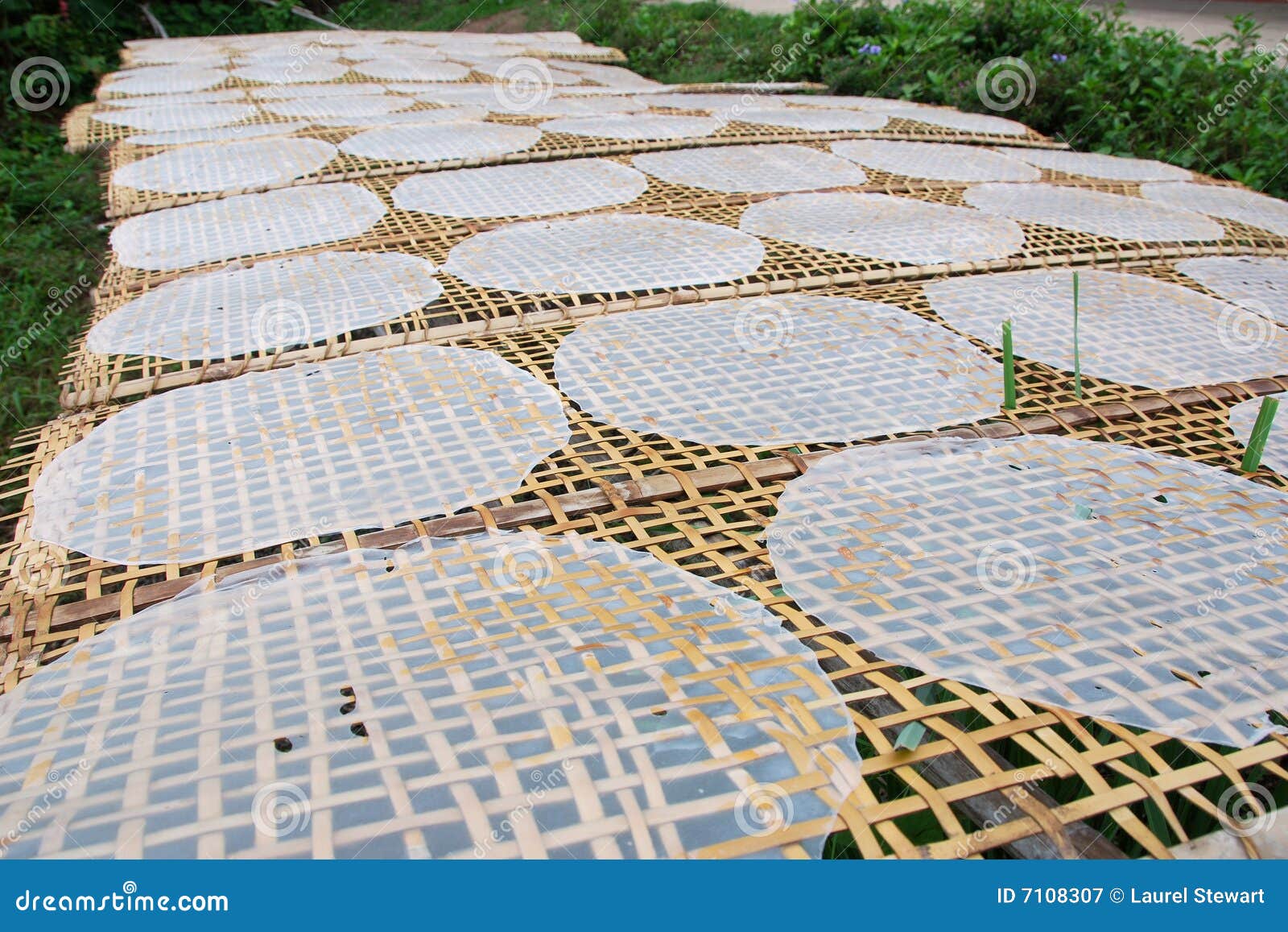Drying rice paper stock image. Image of roll, mekong, wrapper - 7108307