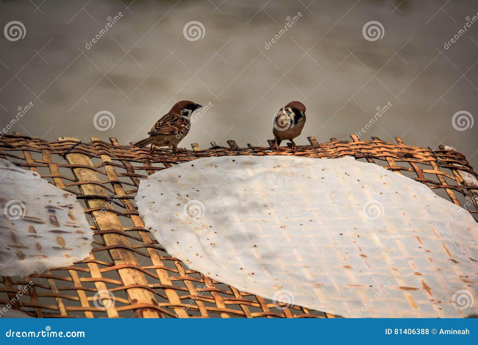 Drying Rice Paper in Mekong Delta in Vietnam and Two Sparrows Stock ...
