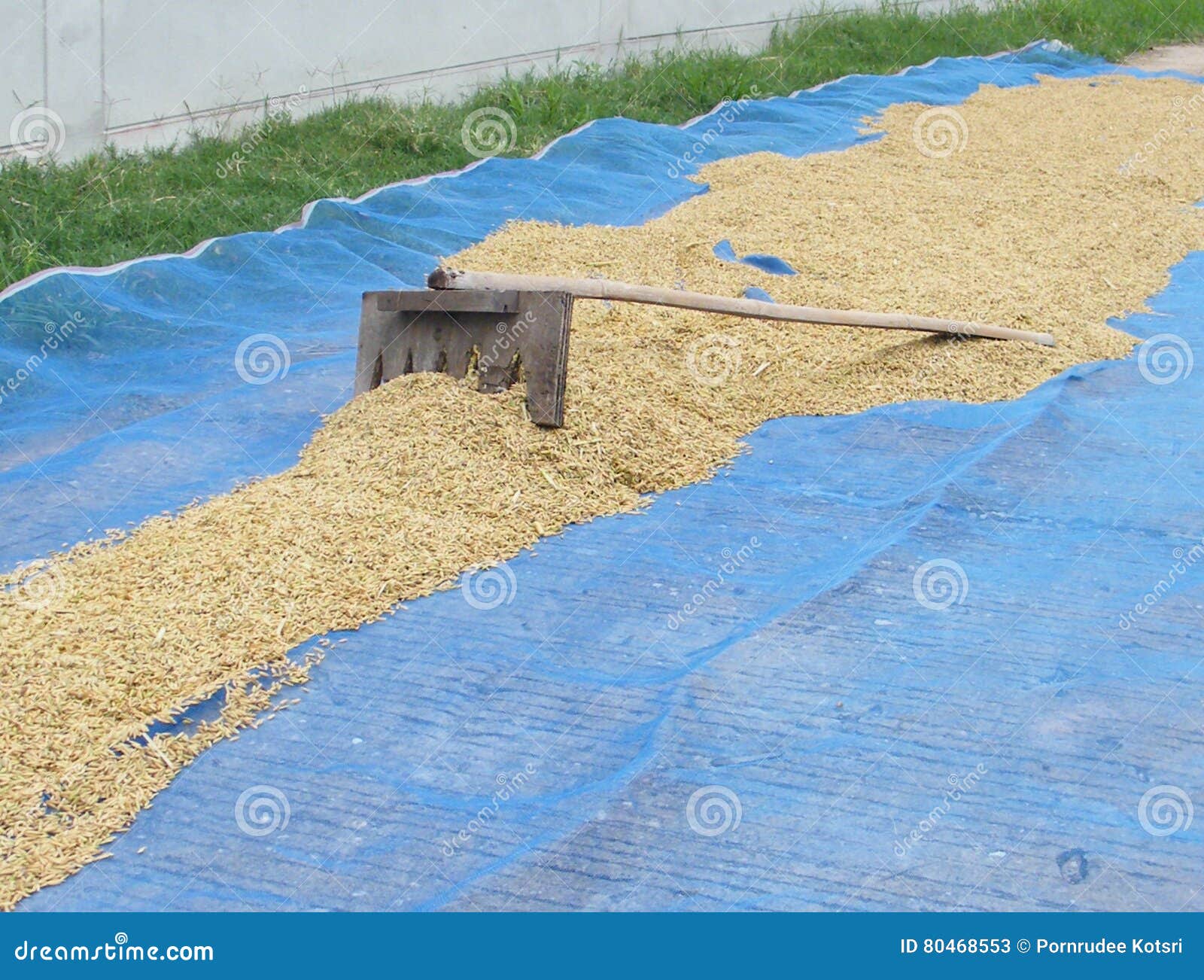 Drying rice and rake stock image. Image of yellow, daytime - 80468553
