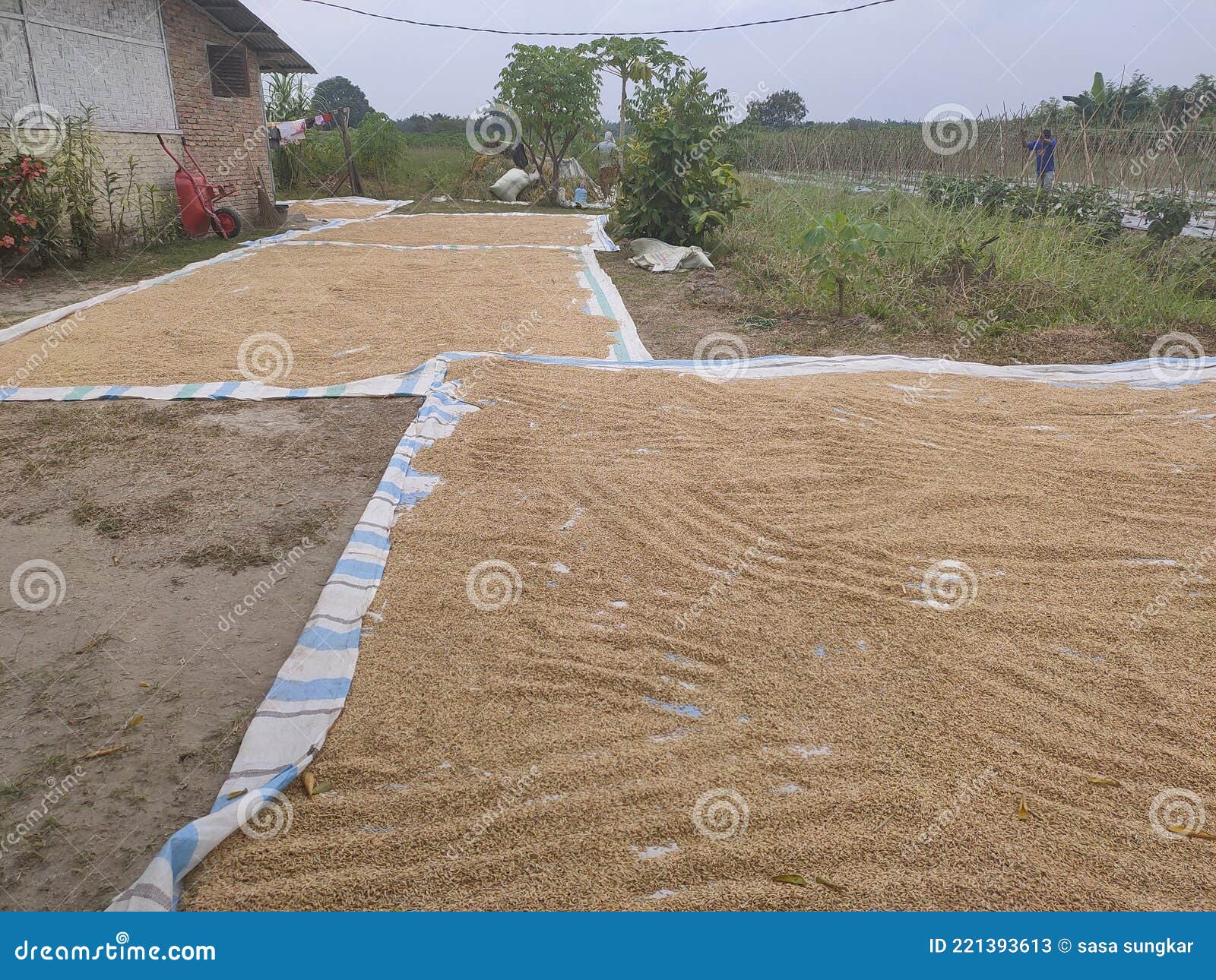 Drying Rice Seeds that Have Just Been Harvested Stock Image - Image of ...