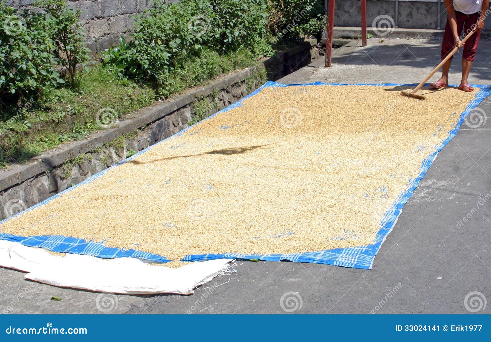 Drying rice stock image. Image of working, pavement, drying - 33024141