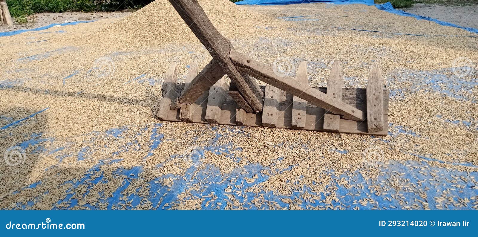 Drying rice stock photo. Image of soil, asphalt, wood - 293214020