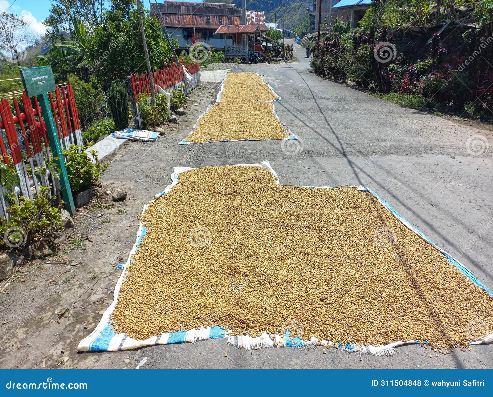 Drying Rice in the Yard and Roadside Stock Photo - Image of drying ...