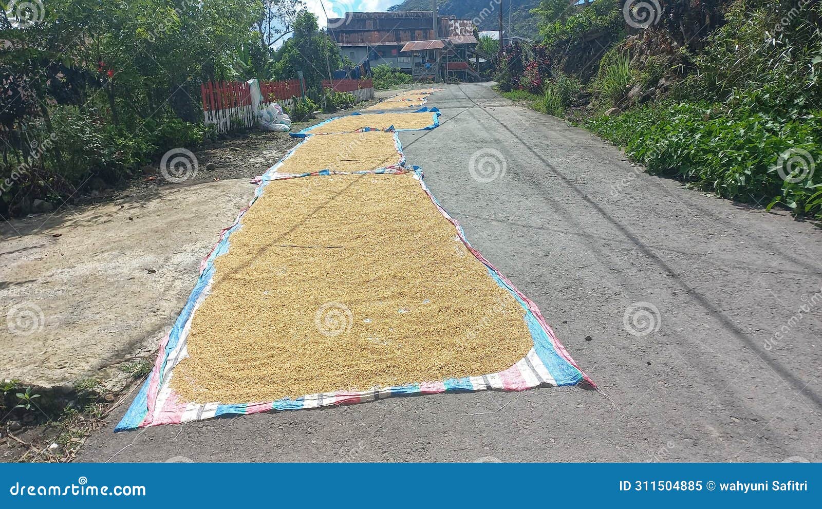 Drying Rice in the Yard and Roadside Stock Image - Image of yard ...