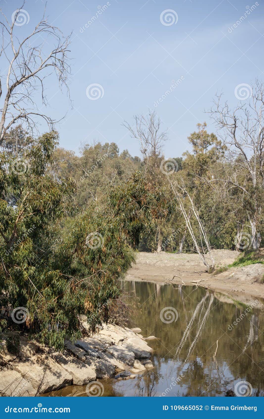 Drying River between Eucalyptus Trees Stock Photo - Image of water ...