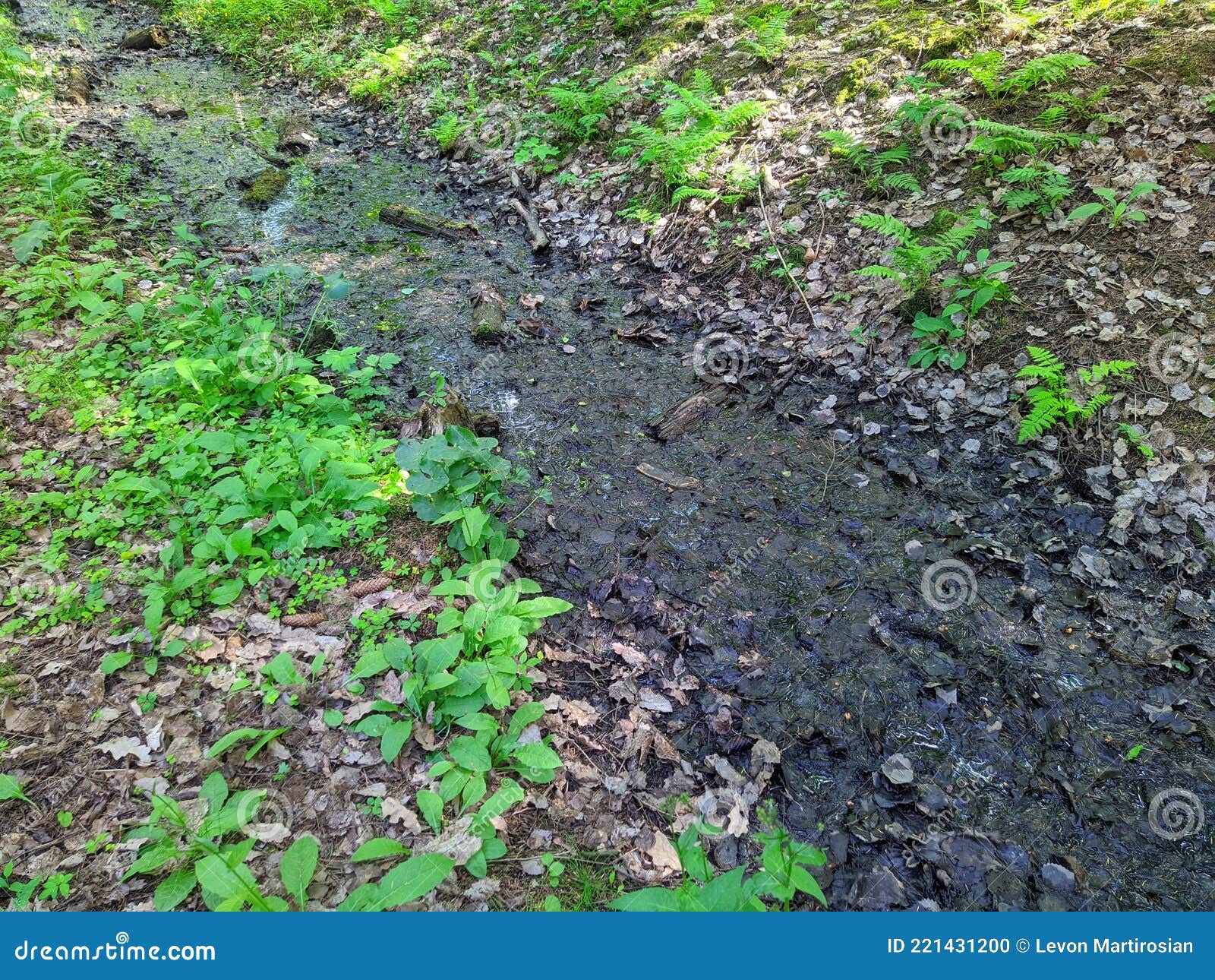 Drying River in the Forest in the Daytime in Summer. Stock Photo ...