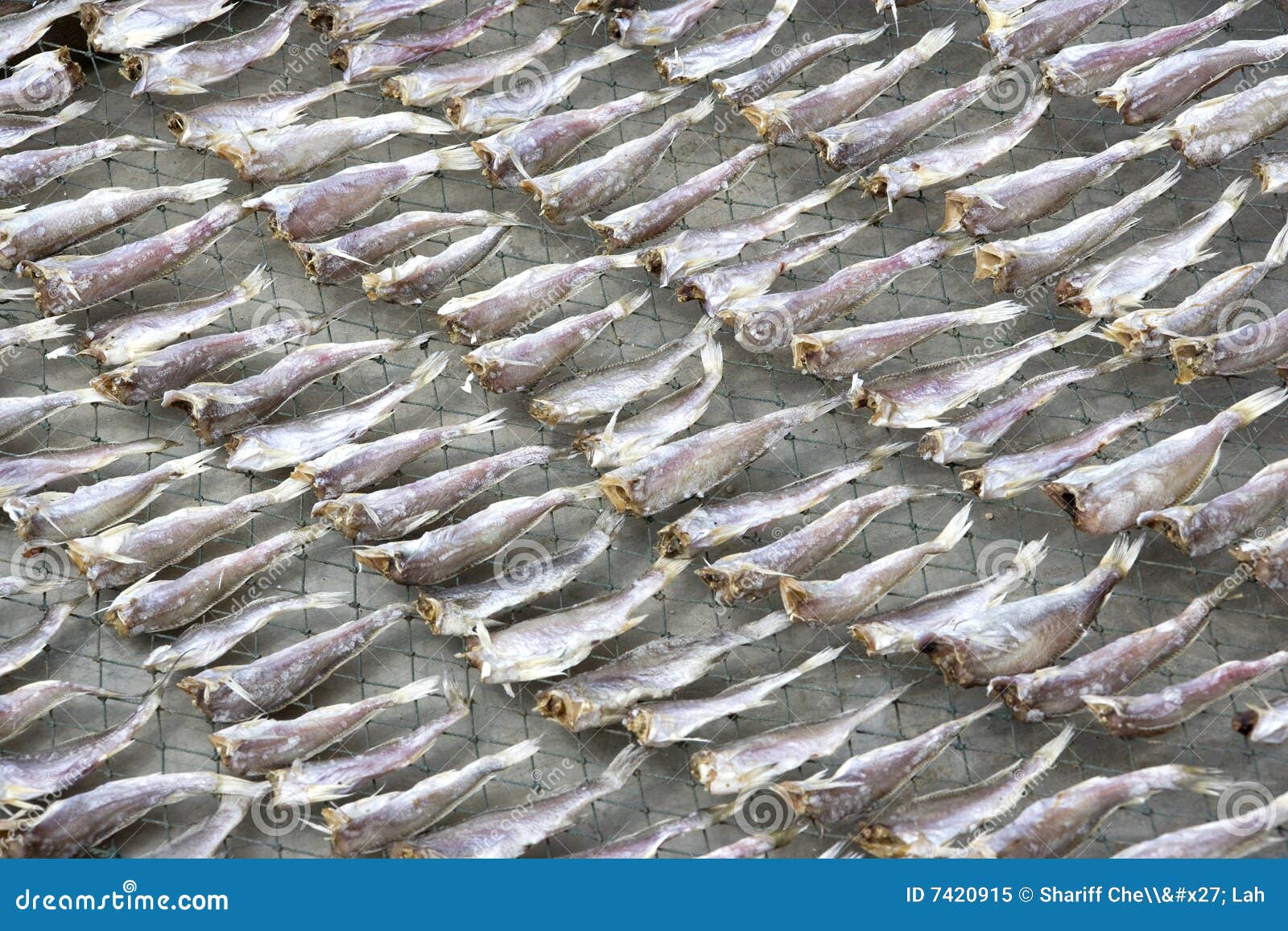 Drying of Salted Fish stock image. Image of preserve, produce - 7420915