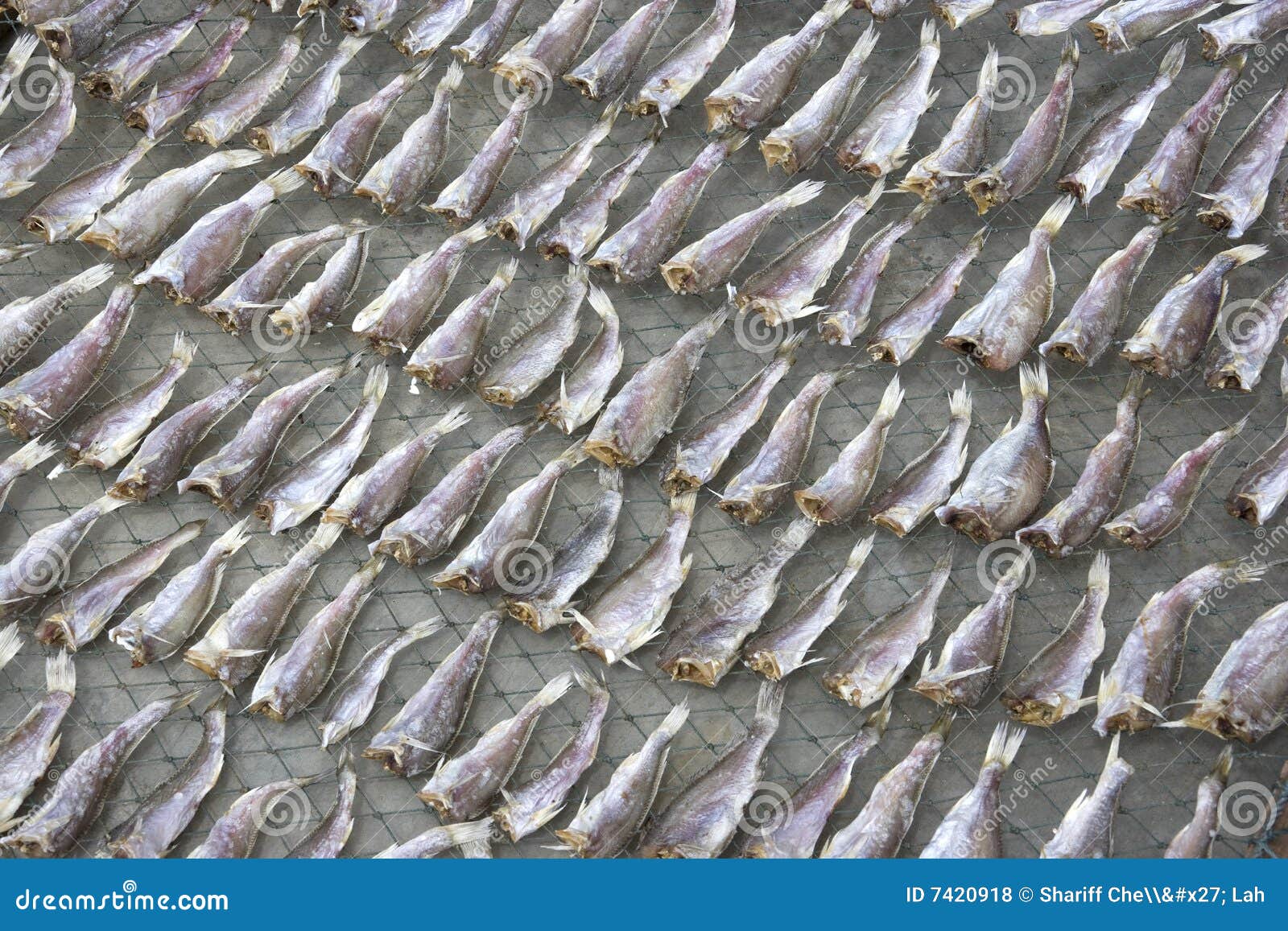 Drying of Salted Fish stock photo. Image of produce, marine - 7420918