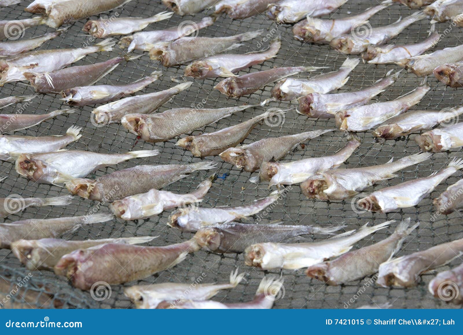 Drying of Salted Fish stock image. Image of edible, salted - 7421015