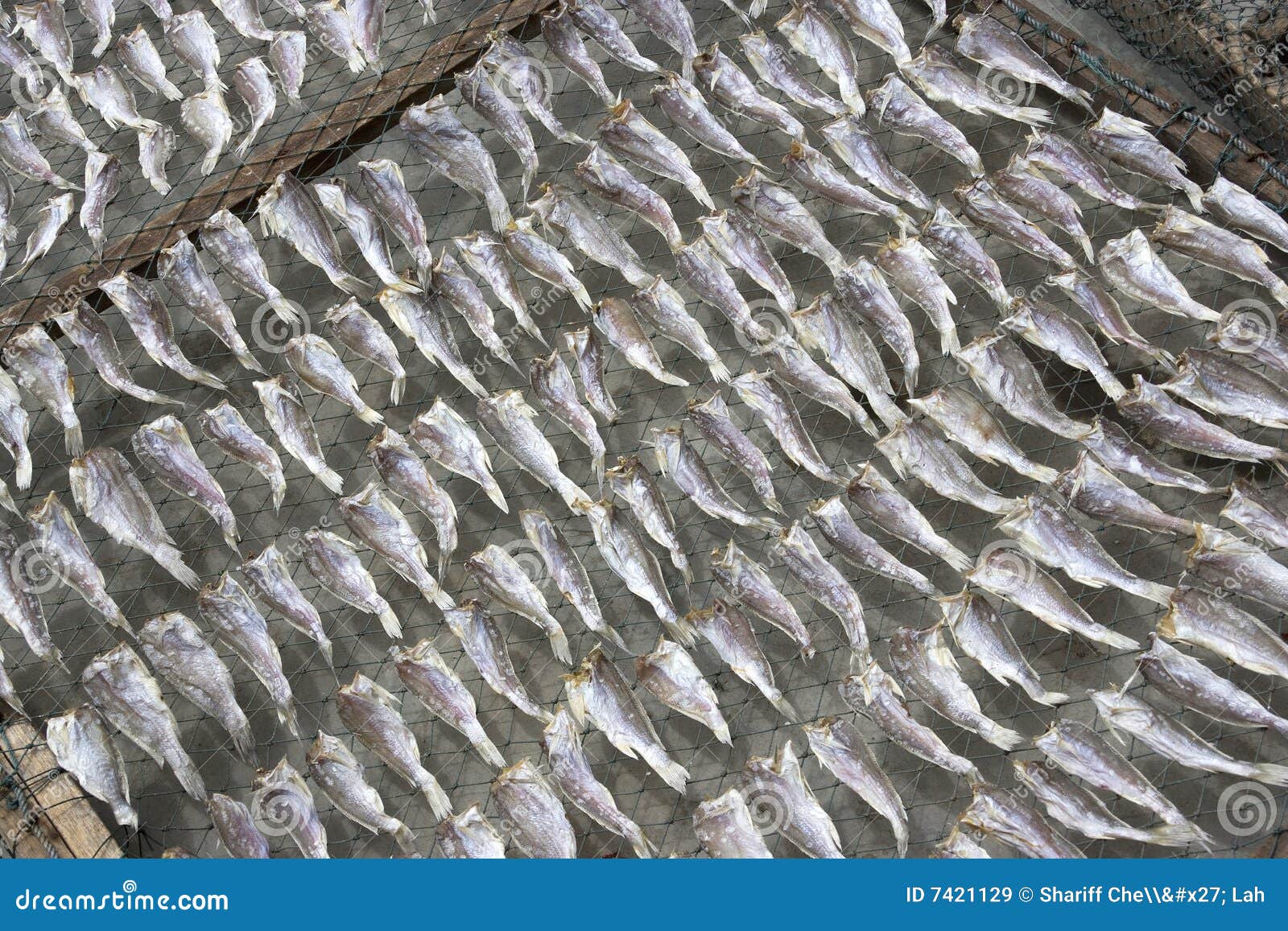Drying of Salted Fish stock image. Image of salt, prepared - 7421129