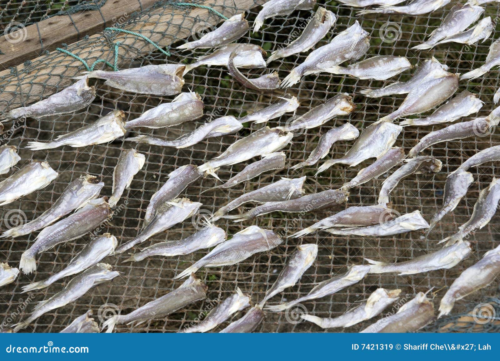 Drying of Salted Fish stock image. Image of marine, salt - 7421319