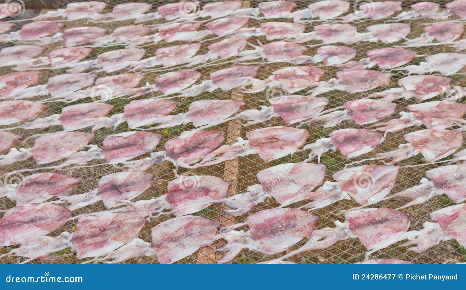 Drying squid on the net stock image. Image of asia, outdoor - 24286477
