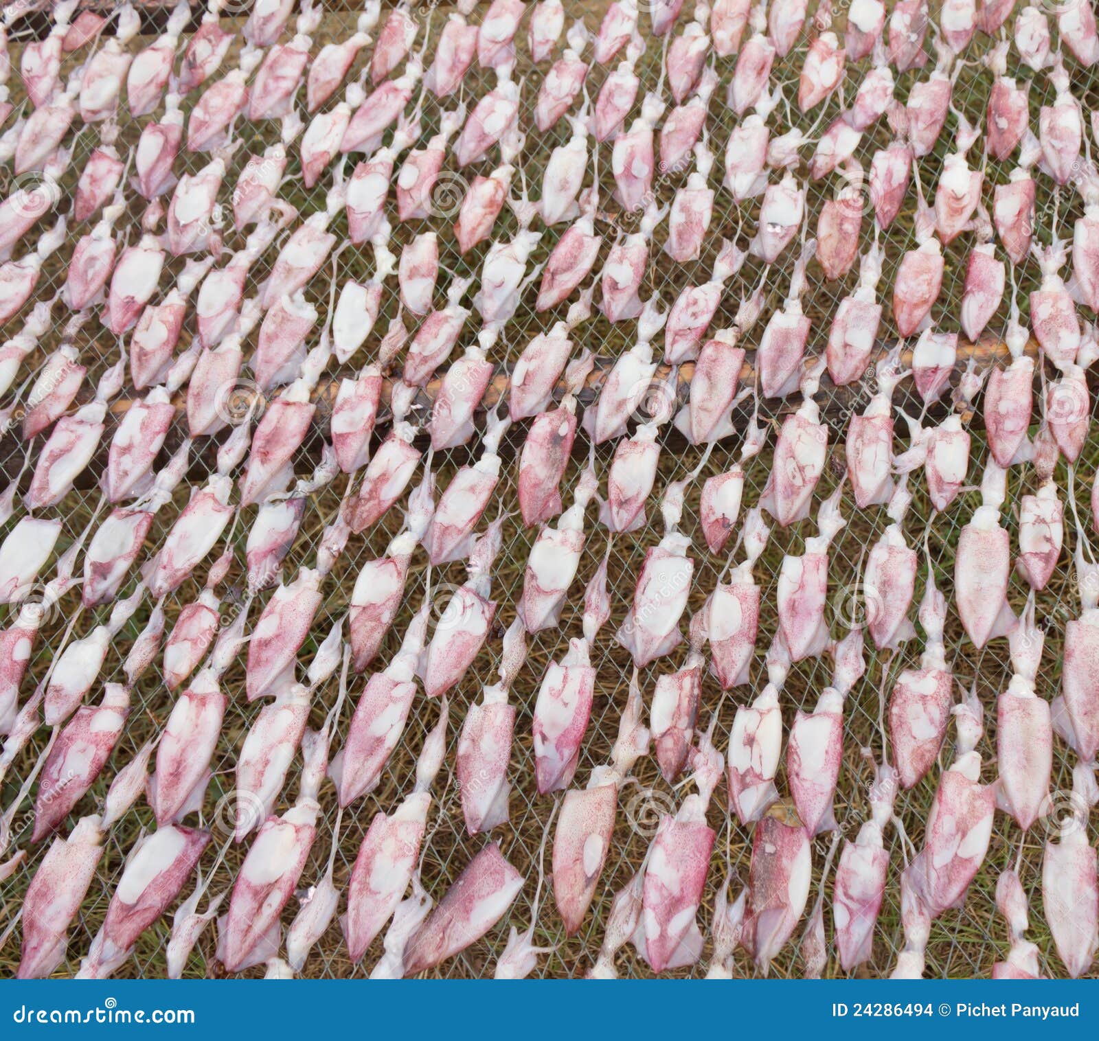 Drying squid on the net stock photo. Image of tentacle - 24286494