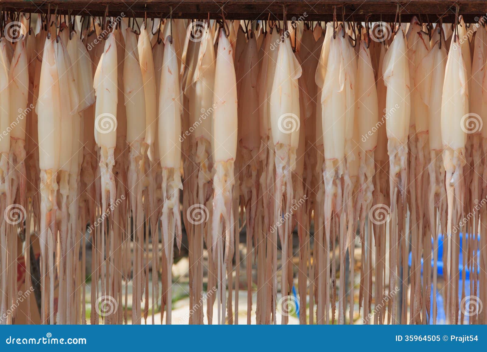 Drying squid stock image. Image of eyes, healthy, coastal - 35964505