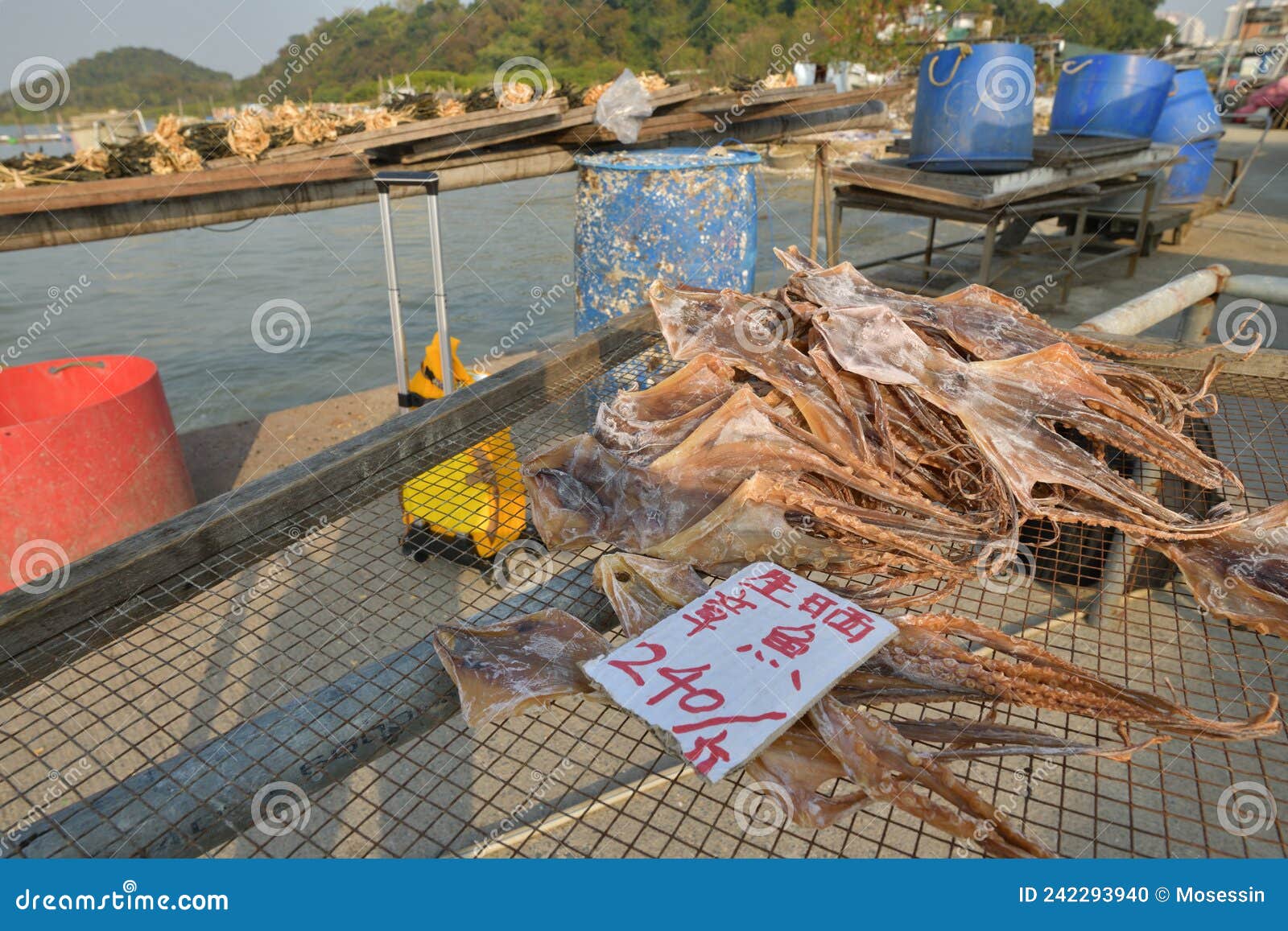Drying Squid Under Sunlight Stock Photo - Image of kong, natural: 242293940