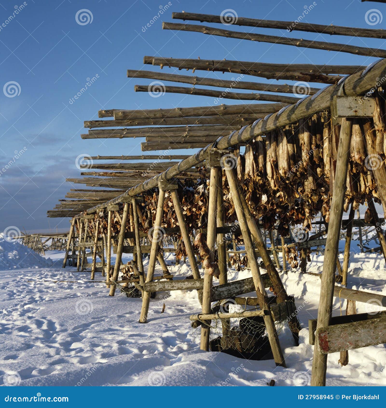 Drying stockfish Iceland stock image. Image of dried - 27958945