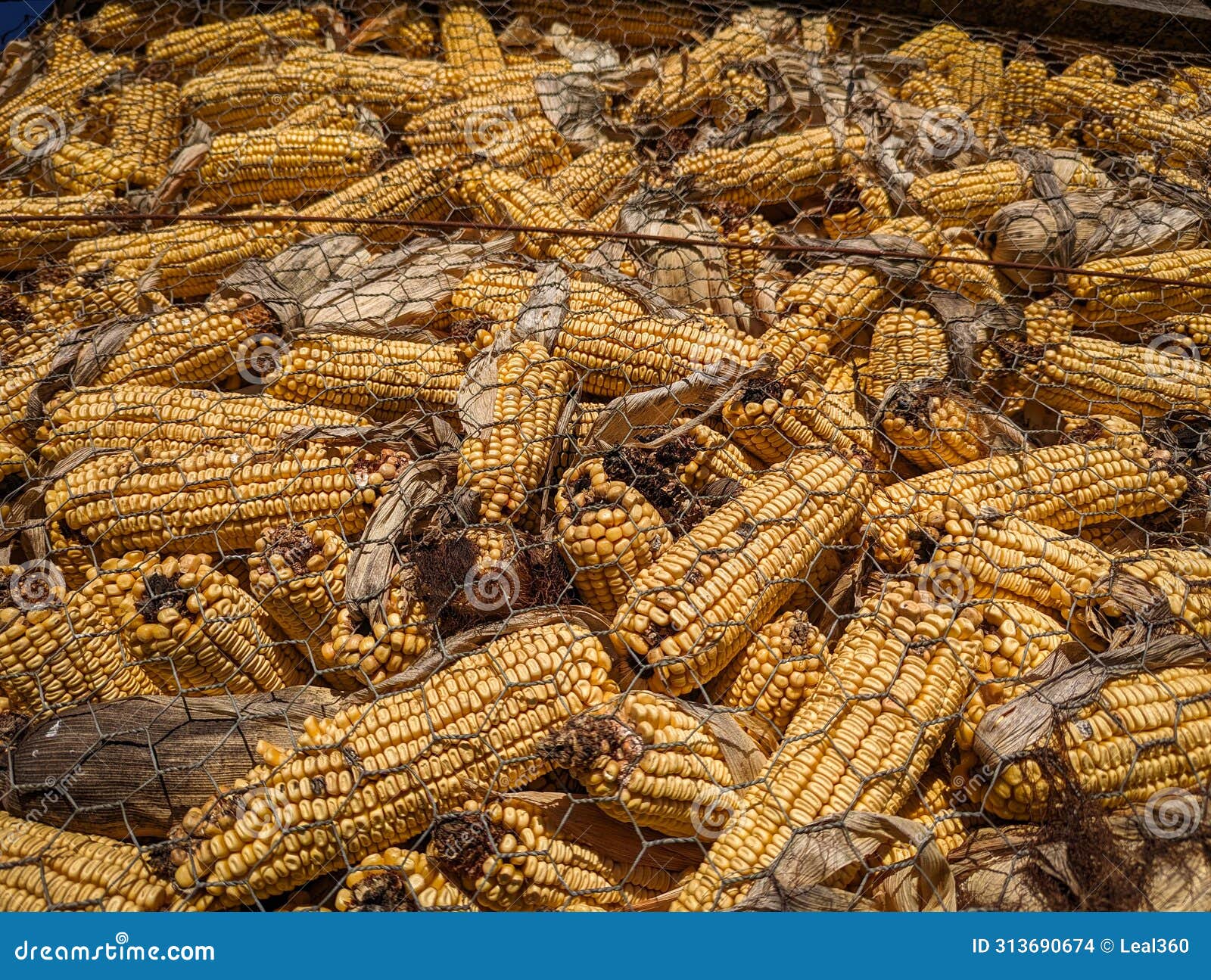 Drying in the Sun stock photo. Image of canastro, grains - 313690674